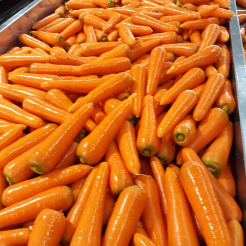 Buy Natural And Fresh Red Carrots And Other Varieties At Wholesale ...