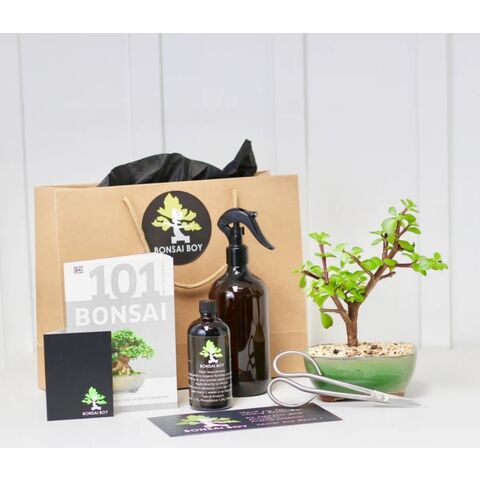 Wholesale Bonsai Tree Growing Kit Jade Crassula Tilly 20cm For Garden ...