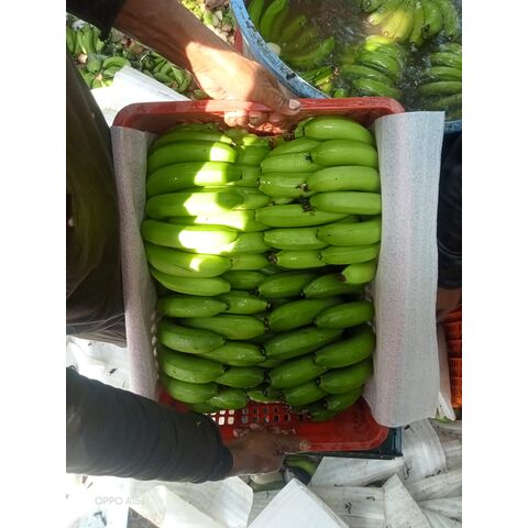 Fresh Bananas Green Cavendish Banana / Tropical Plantains Fresh Green ...