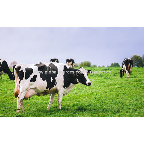 Bulk Buy Germany Wholesale Holstein Friesian Dairy Cows For Sale, Bulk ...