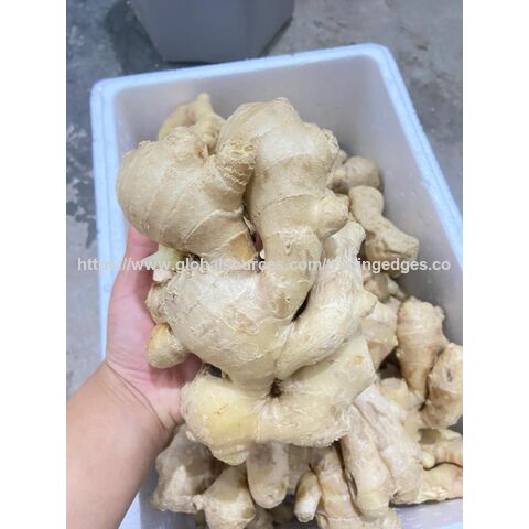 Bulk Buy United Kingdom Wholesale Wholesale Supplier Of Fresh Ginger ...