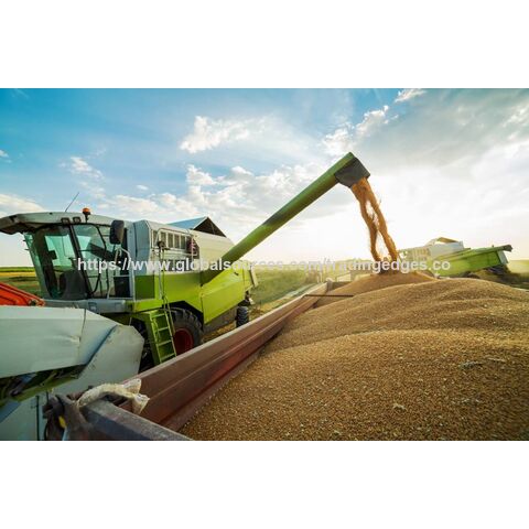 Buy United Kingdom Wholesale Wholesale Supplier Of High Quality Wheat ...