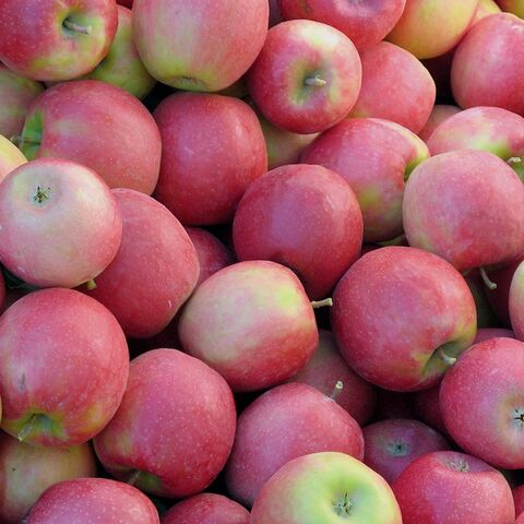 Fresh Green Granny Smith Apples /fresh Red Fuji Apples /royal Gala/red ...