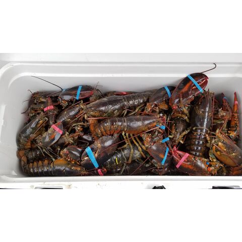 Bulk Buy United States Wholesale Wholesale Price Spiny Lobster / Live ...