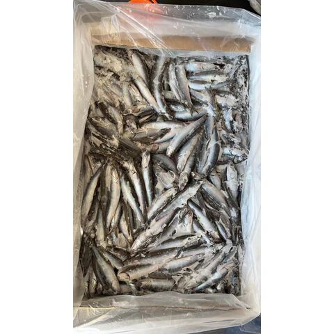 Low Price Frozen Anchovy Bait Fish $300 - Wholesale United States ...