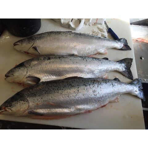 Bulk Buy United States Wholesale Salmon Gutted H/on Sup Airbox Fresh 7 ...