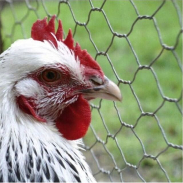 Hexagonal Wire Netting ~ 900mm X 10m ~ 25mm Holes ~ 0.9mm Wire $9.9 ...