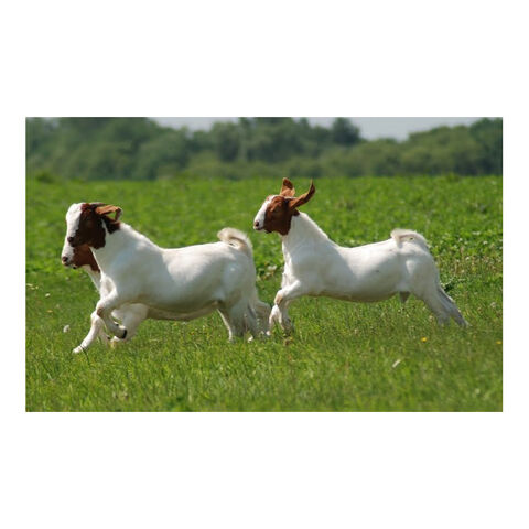 Buy High Quality Purebred Boer Goats At Cheapest Price $300 - Wholesale South Africa Boer Goats ...
