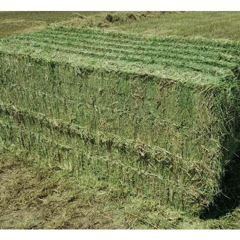 Bulk Buy Thailand Wholesale Bulk Alfafa Hay Ready For Supply/ Alfalfa ...