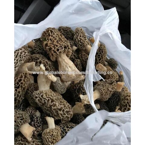 Morels High Quality Cultivated Morelle Mushrooms Organic Dried Morels ...