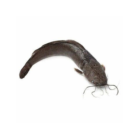 Good Sell Frozen Fresh Whole Round Catfish Fish - Buy United States ...