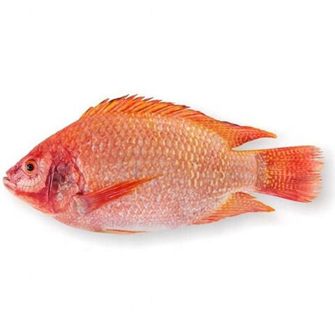 Seafood Fresh Frozen Red Tilapia Fish Red Snapper Tilapia Fish For ...