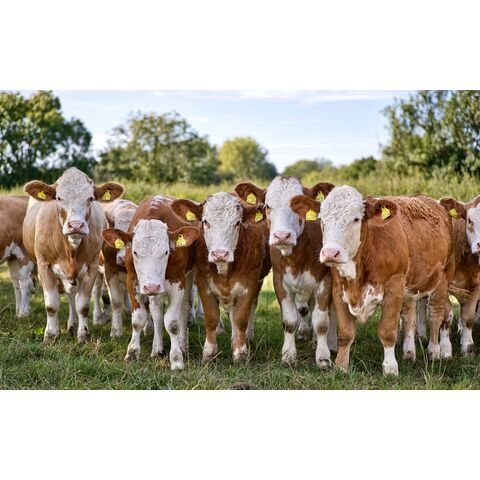 Buy United States Wholesale Simmental Cattle / Holstein Friesian Frozen ...
