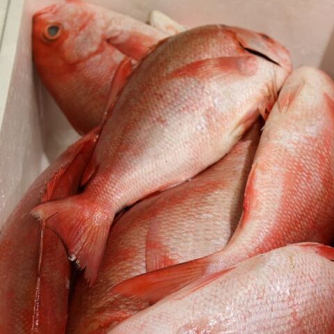 Frozen Fresh Whole Red Snapper Fish For Sale / Wholesale Frozen Red ...