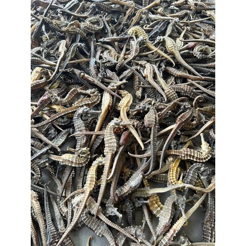 Premium Quality Dried Seahorse Dried/ Frozen Sea Dragon Frozen Seahorse ...