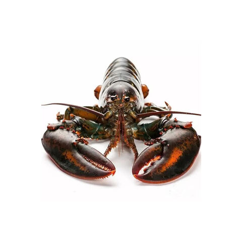 Buy Genuine Quality Live Lobster Online / Wholesale Supplier Of The ...