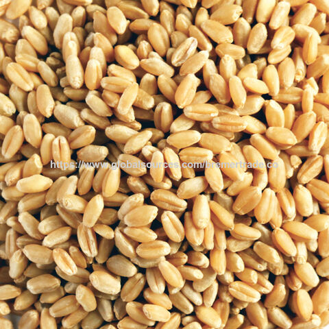 Factory Direct High Quality Netherlands Wholesale Wheat Grain In Bulk ...
