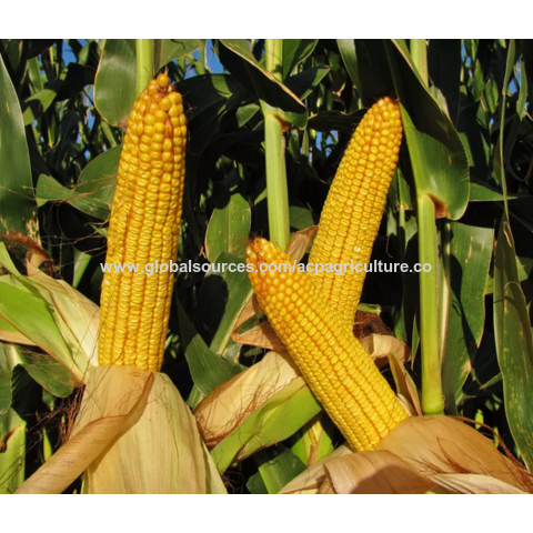Wholesale Yellow Corn In Bulk At Affordable Prices With Top Quality And ...