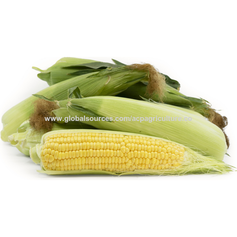 Wholesale Yellow Corn At Low Prices With Exceptional Quality For ...