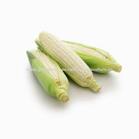 Factory Direct High Quality Thailand Wholesale Buy Premium White Corn ...