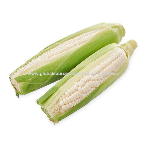 Affordable White Corn For Wholesale Orders At Competitive Prices With ...