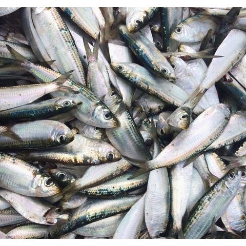 Herring 12-15cm (10kg) Iqf Frozen/ Atlantic Herring Fish / Herrings ...