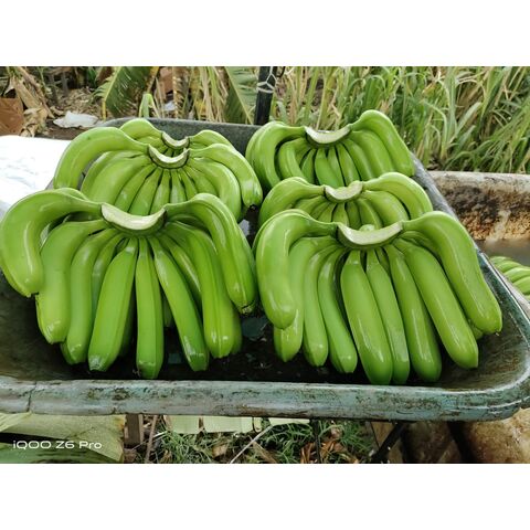 High Quality Fresh Cavendish Bananas Green Premium India Tropical ...