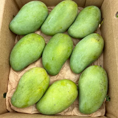 Bulk Buy United States Wholesale Fresh Vietnamese Cat Chu Mango (good ...