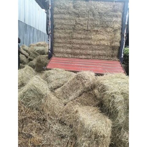 Factory Direct High Quality Kenya Wholesale Rhodes Grass Hay Bales ...