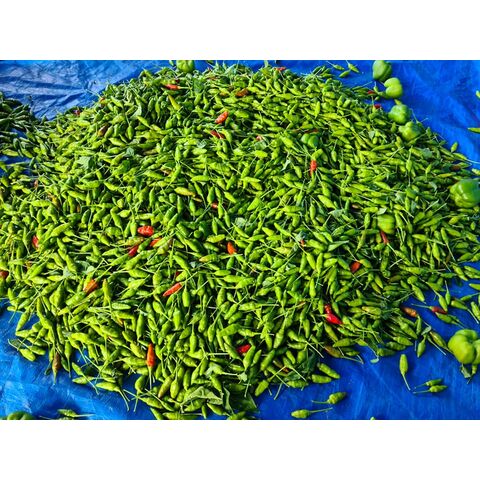 100,000-225,000 Shu African Birds Eye Chilli Bird Eye Chilli For Uk ...