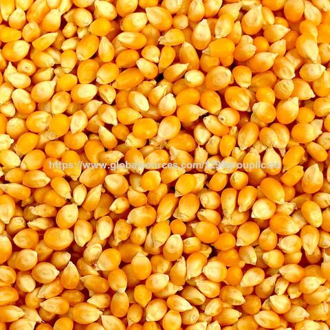 Dry Yellow Corn For Sale Bulk Supply High Grade Natural Grain Excellent ...