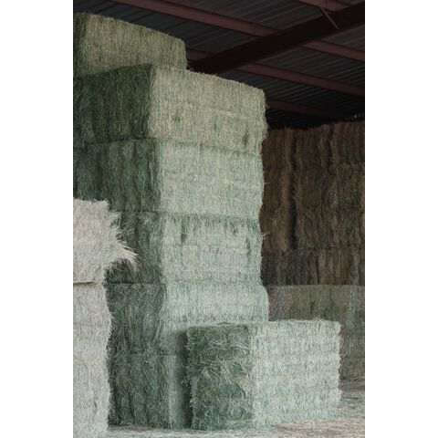 New 2024 Top Quality Hay Alfafa Hay Available For Nourishing Animals ...