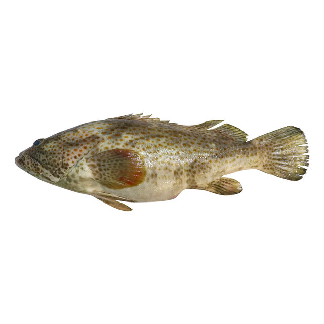 Frozen Whole Grouper Fish For Export - Competitive Price - Expore ...
