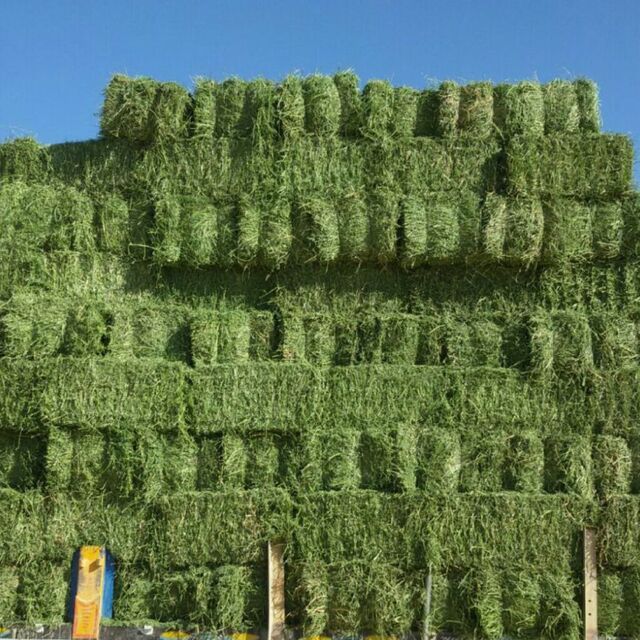 Alfafa Hay Feed/ Best Alfalfa For Sale Alfafa Hay Animal Feeding Stuff ...