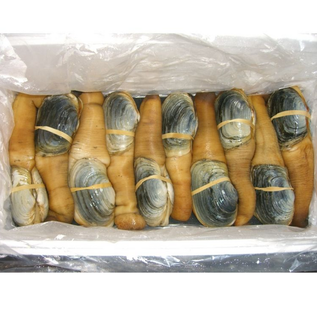 Live Geoducks Clams Frozen Geoduck Clams Frozen Geoduck Meat Shellfish ...