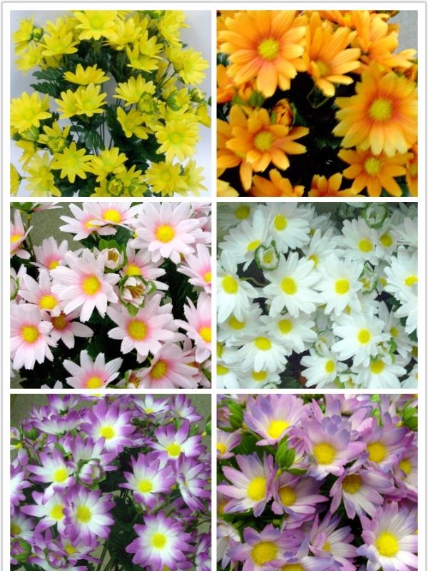Hong Kong SAR Daisy Bush Silk Flowers on Global Sources,Gerbera ...