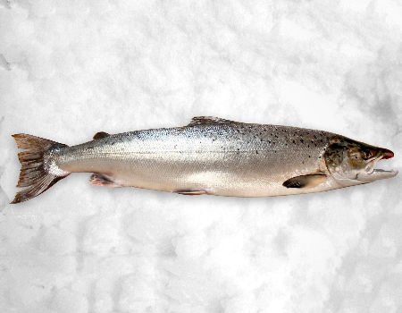 ThailandTaste Pink Salmon Fillet Frozen Salmon Fish on Global Sources