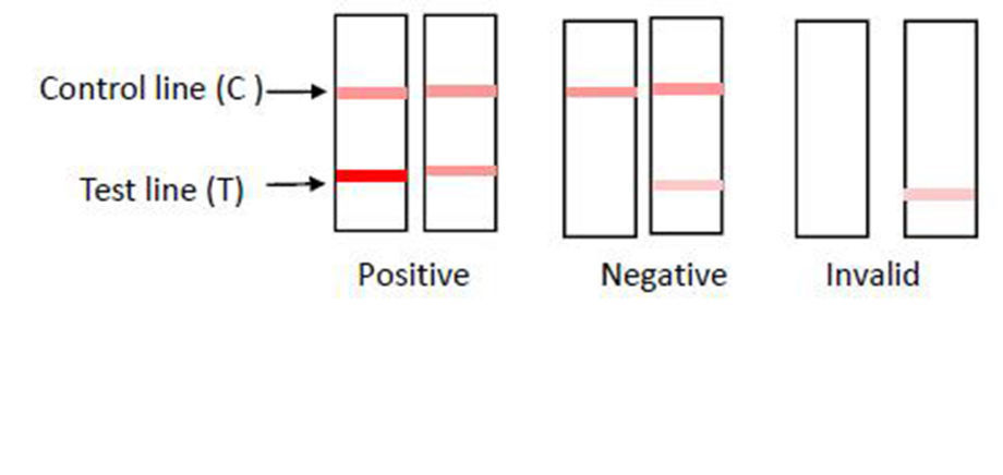 China MP Anti-Mycoplasma Antibody IgG Rapid Test Kit on Global Sources ...