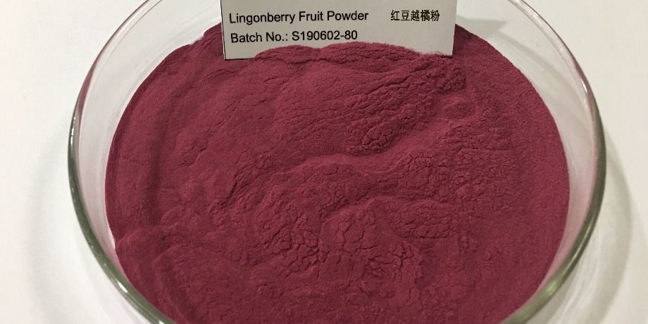 China Best price for lingonberry extract powder anthocyanidins 20% UV ...