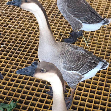 China Grp fiberglass floor grating, frp mini mesh grating for animal ...