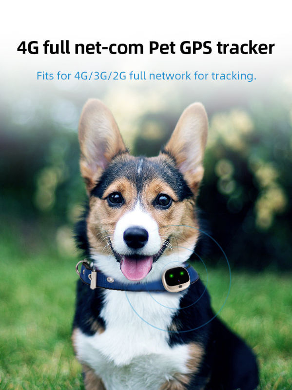 4G New product IP67 waterproof pet GPS locator for dogs, cats, cows, sheep Pet GPS tracker, Pet ...