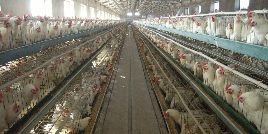 China Chicken box, chicken cage,chicken coops automatic system on ...