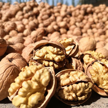 China Chinese Supplier Best Price Wholesale walnut export walnuts with ...