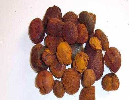 Netherlands Natural Dried Ox Cow Cattle Bile Gallstones on Global ...