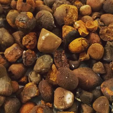Netherlands Natural Dried Ox Cow Cattle Bile Gallstones on Global ...