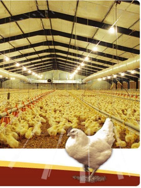 China China cheap poultry farming prefabricated industrial chicken ...
