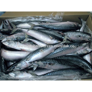 United States Quality Horse Mackerel for export on Global Sources ...