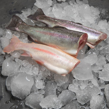Canada Buy Rainbow trout portions online | Frozen trout fillets | on ...