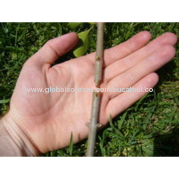 China Paper Card Grafting tool on Global Sources,grafting tools ...
