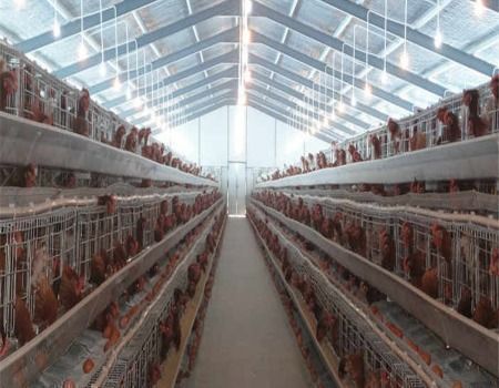 Commercial free range poultry housing, chicken farming free-range ...